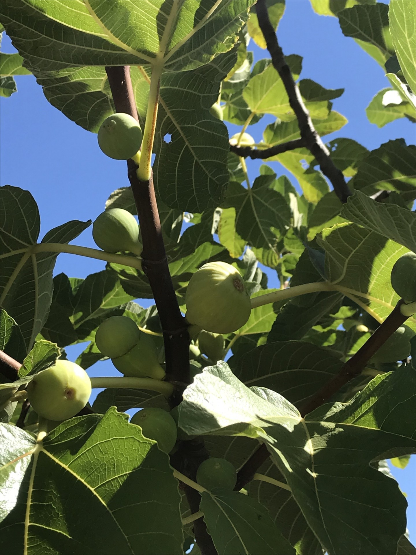 Figos Secos | Quinta da Eireira